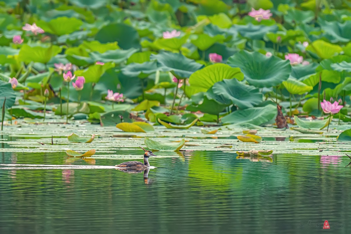 爱荷摄荷(二）-中关村在线摄影论坛