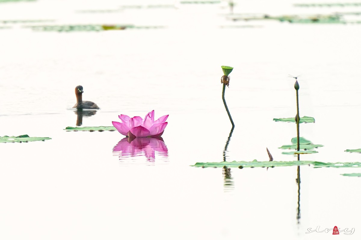 爱荷摄荷(二）-中关村在线摄影论坛
