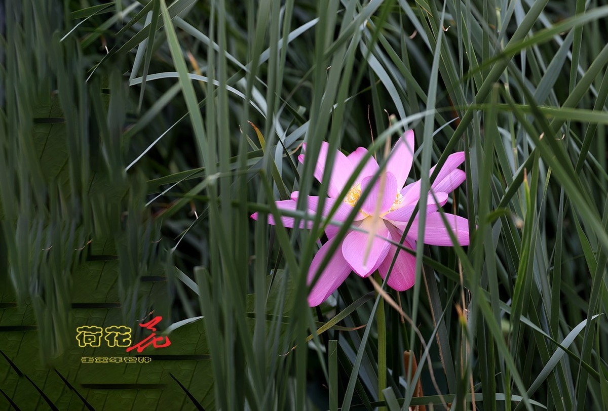 荷花 62【2022-0828】-中关村在线摄影论坛