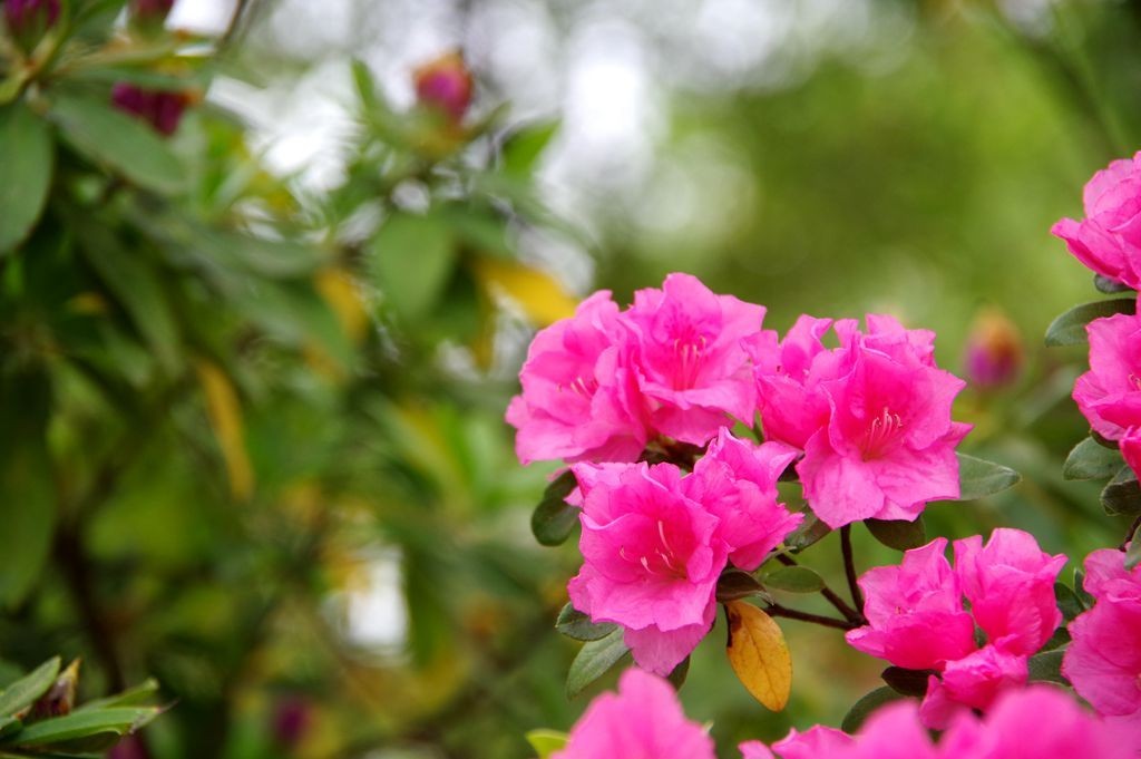 杜鹃花季节-中关村在线摄影论坛