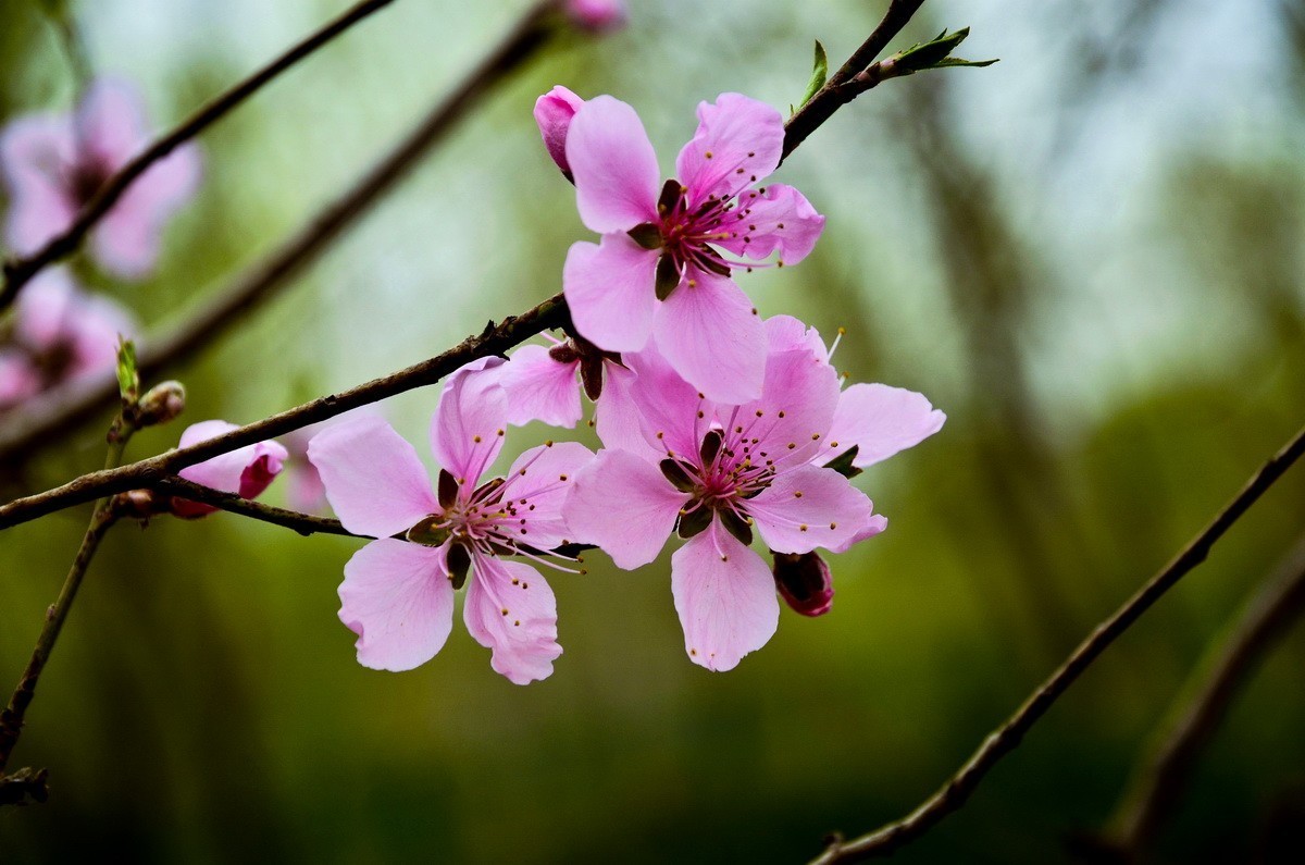 2023-30一组桃花-中关村在线摄影论坛