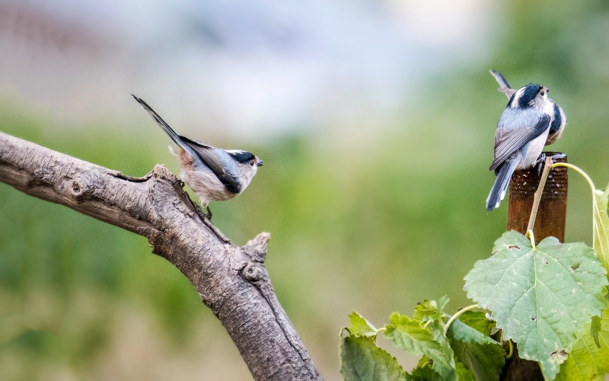 银喉长尾山雀（二十七）-中关村在线摄影论坛