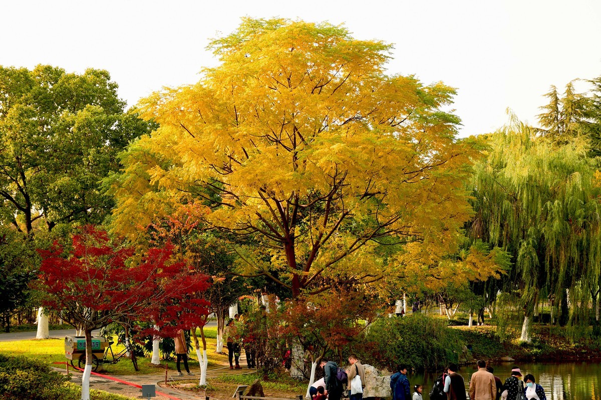 拍照狂魔之秋霜初染壹【12P】-中关村在线摄影论坛