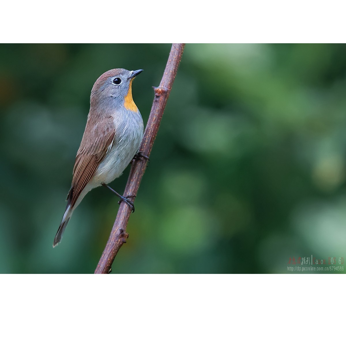 红喉姬鹟 3-中关村在线摄影论坛