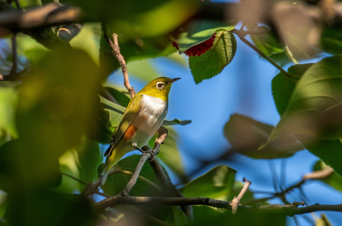 树林里的绣眼鸟（二十三）-中关村在线摄影论坛