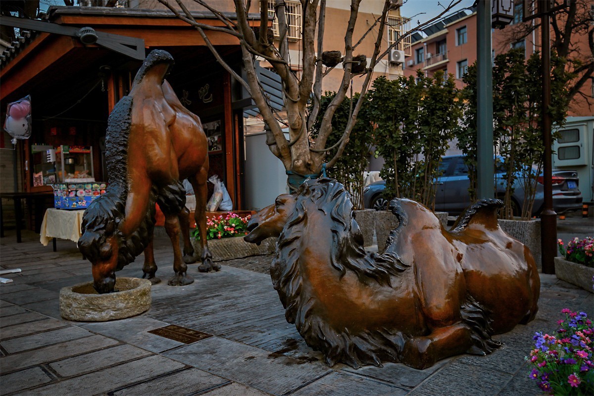 闲拍几张。-中关村在线摄影论坛