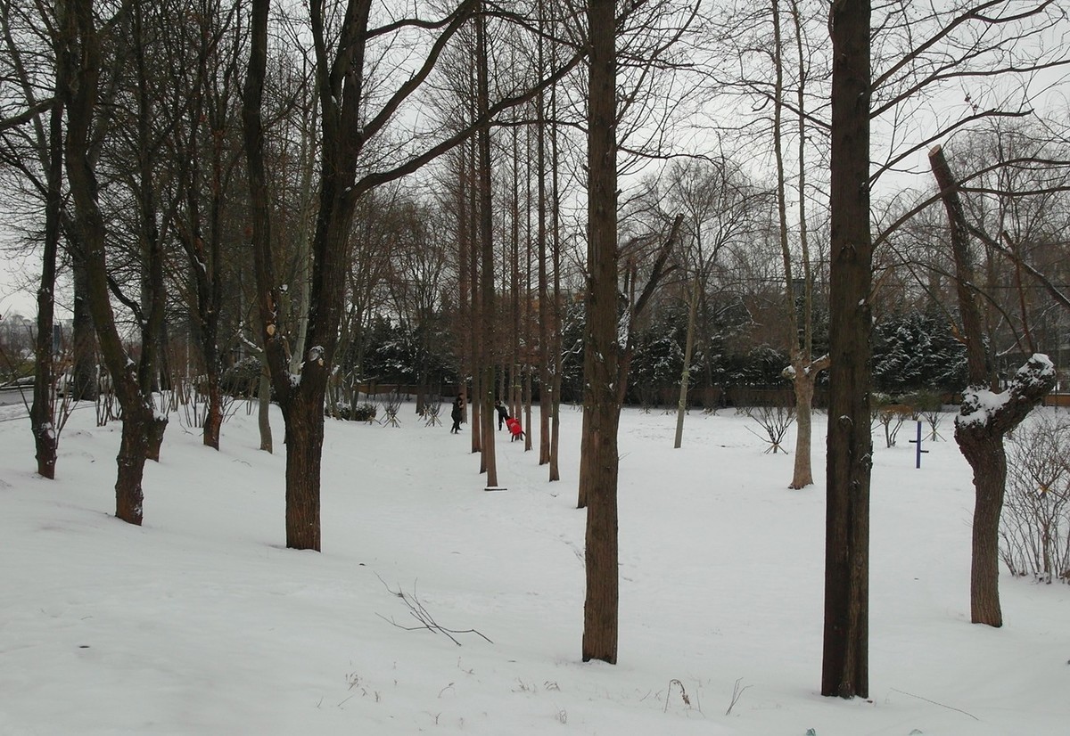 2020第二场雪-续15P-中关村在线摄影论坛