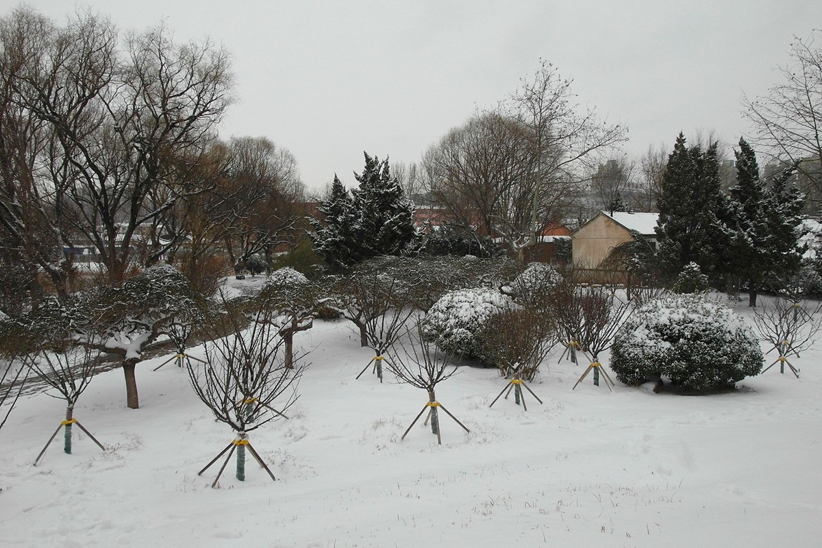 2020第二场雪-续15P-中关村在线摄影论坛