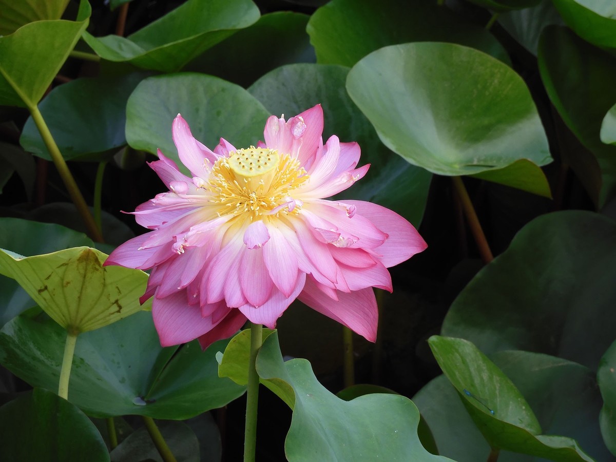 荷塘景色-中关村在线摄影论坛