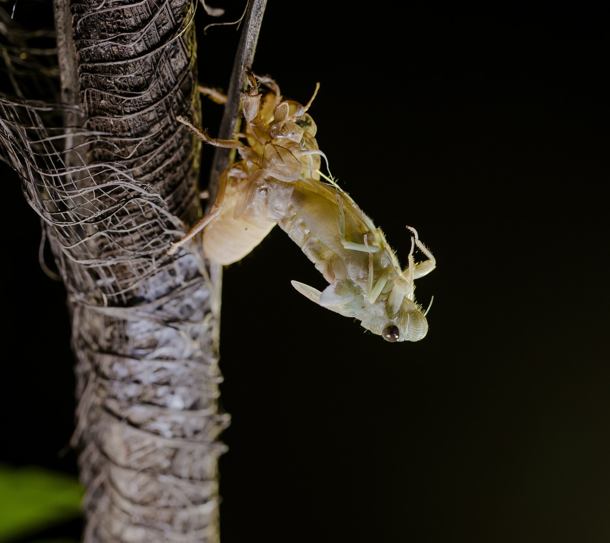 蝉脱-中关村在线摄影论坛