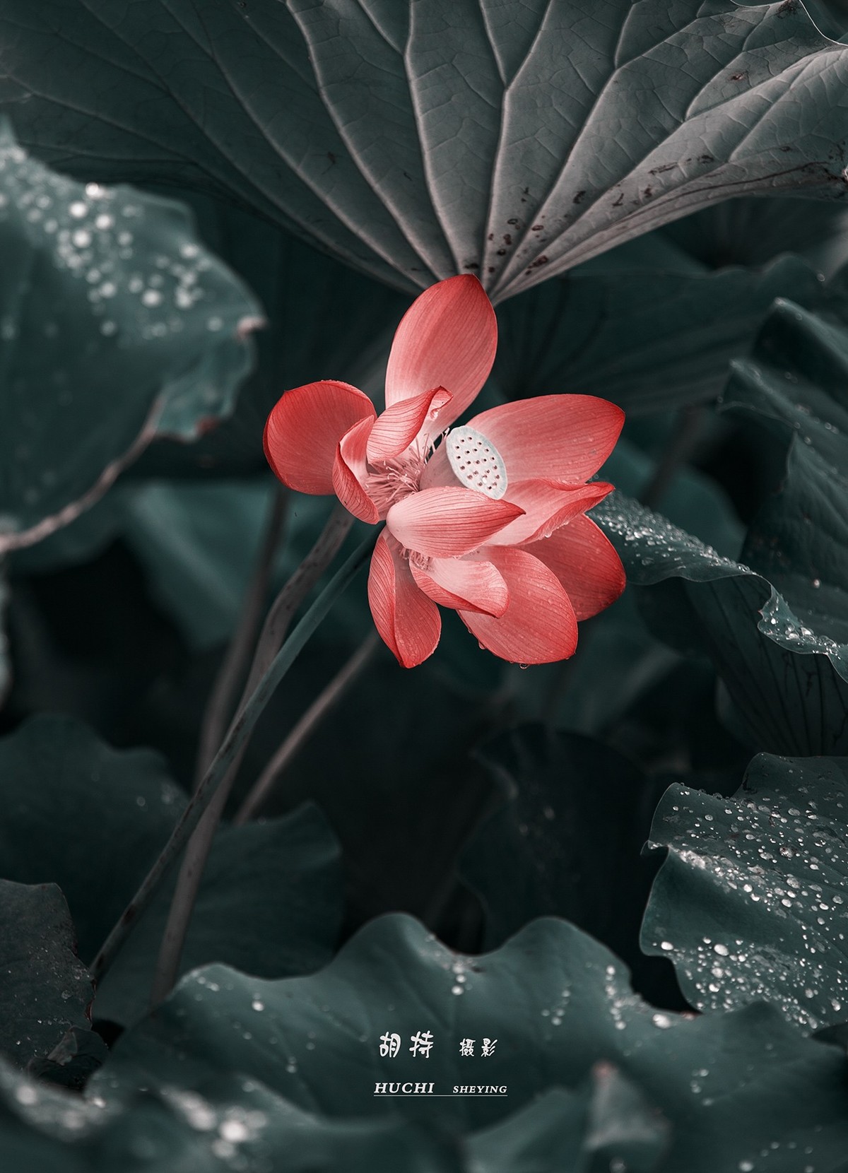 云南石屏县异龙湖荷花-中关村在线摄影论坛