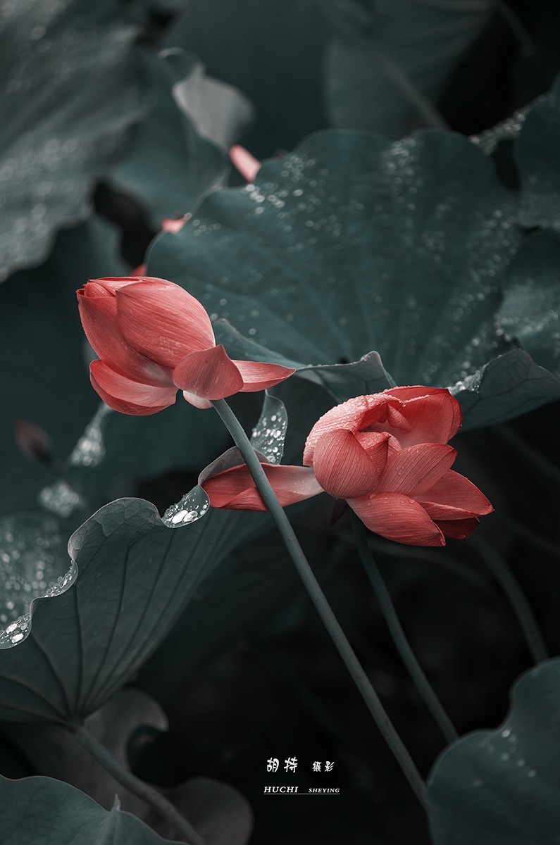 云南石屏县异龙湖荷花-中关村在线摄影论坛