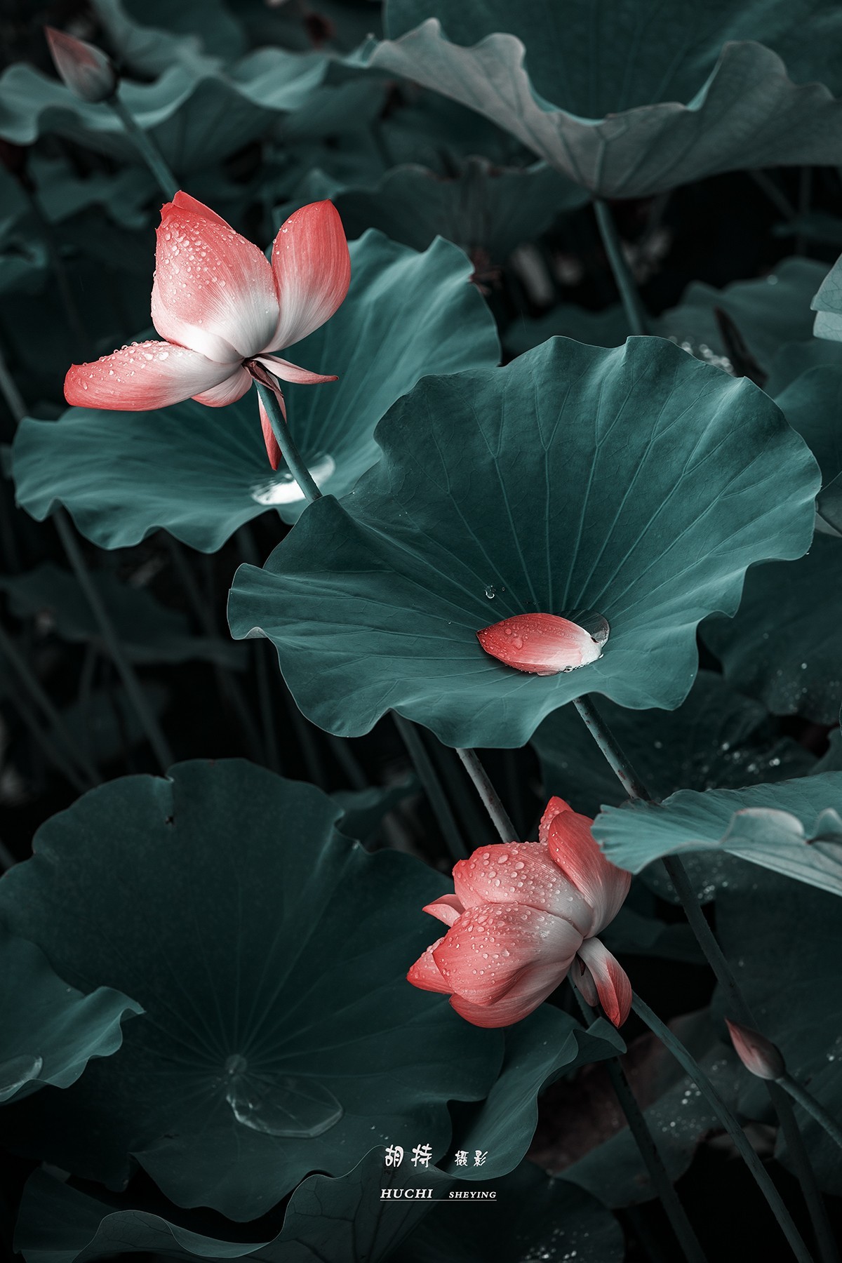 云南石屏县异龙湖荷花-中关村在线摄影论坛