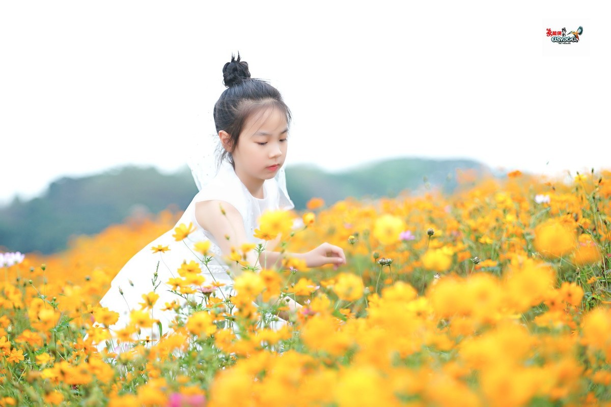 【黄色花海小女孩】---朱朱-中关村在线摄影论坛