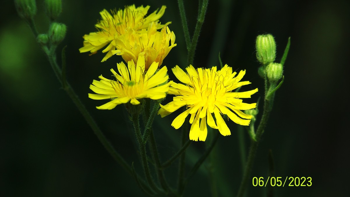 公园随拍-中关村在线摄影论坛