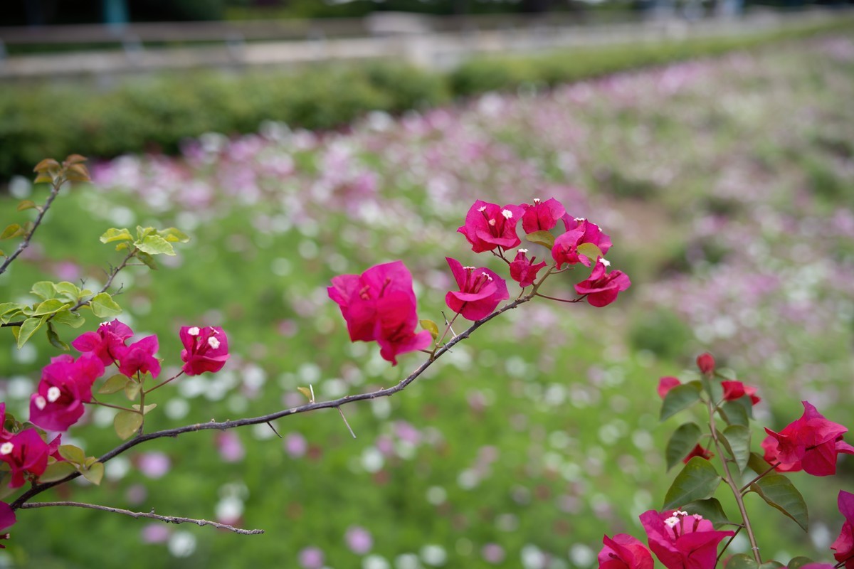 首发Z7II+ ETZ21转接环+森养SamyangAF 35-150mm F2-2.8 FE-中关村在线摄影论坛