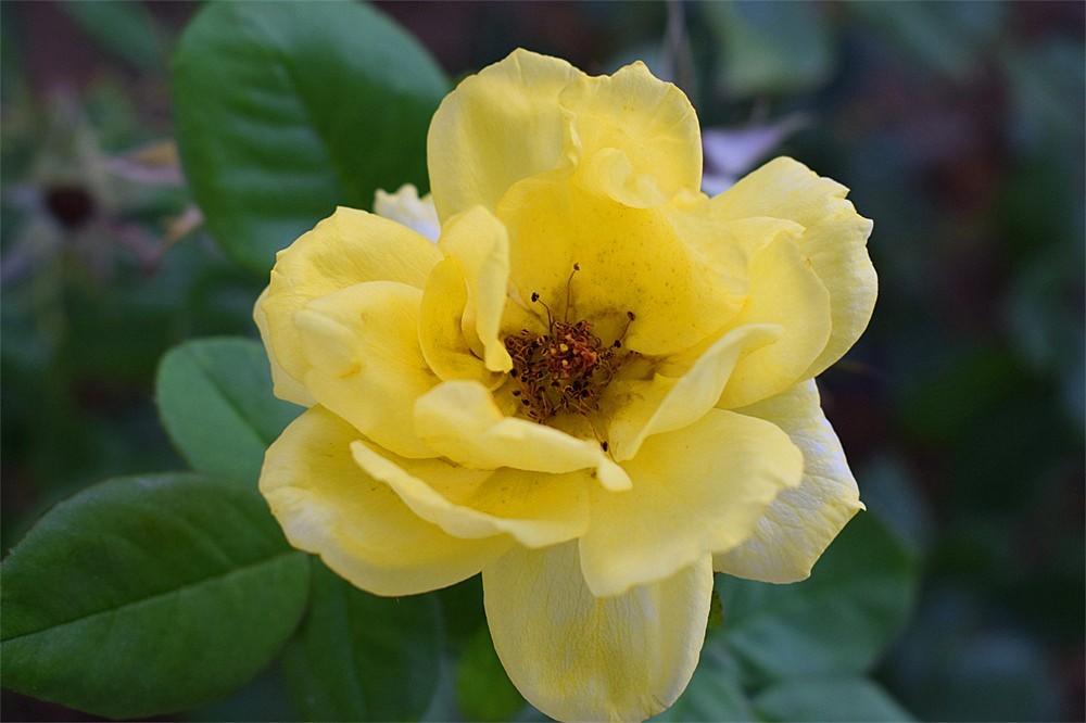 ～··随拍·花·～··-中关村在线摄影论坛