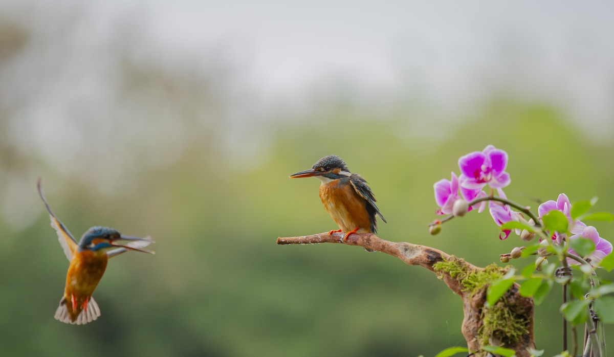 翠鸟-中关村在线摄影论坛