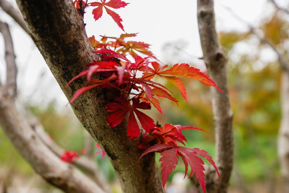 古道湾梯田花海-中关村在线摄影论坛