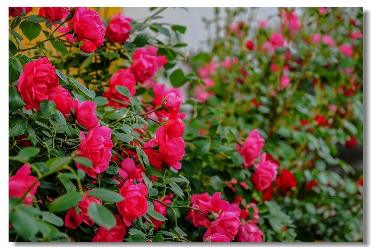 蔷薇花开-中关村在线摄影论坛