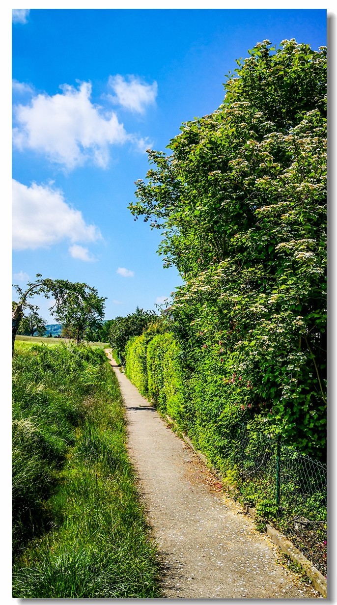 绿原拜“红河”，祝师友夏日安好！！！-中关村在线摄影论坛