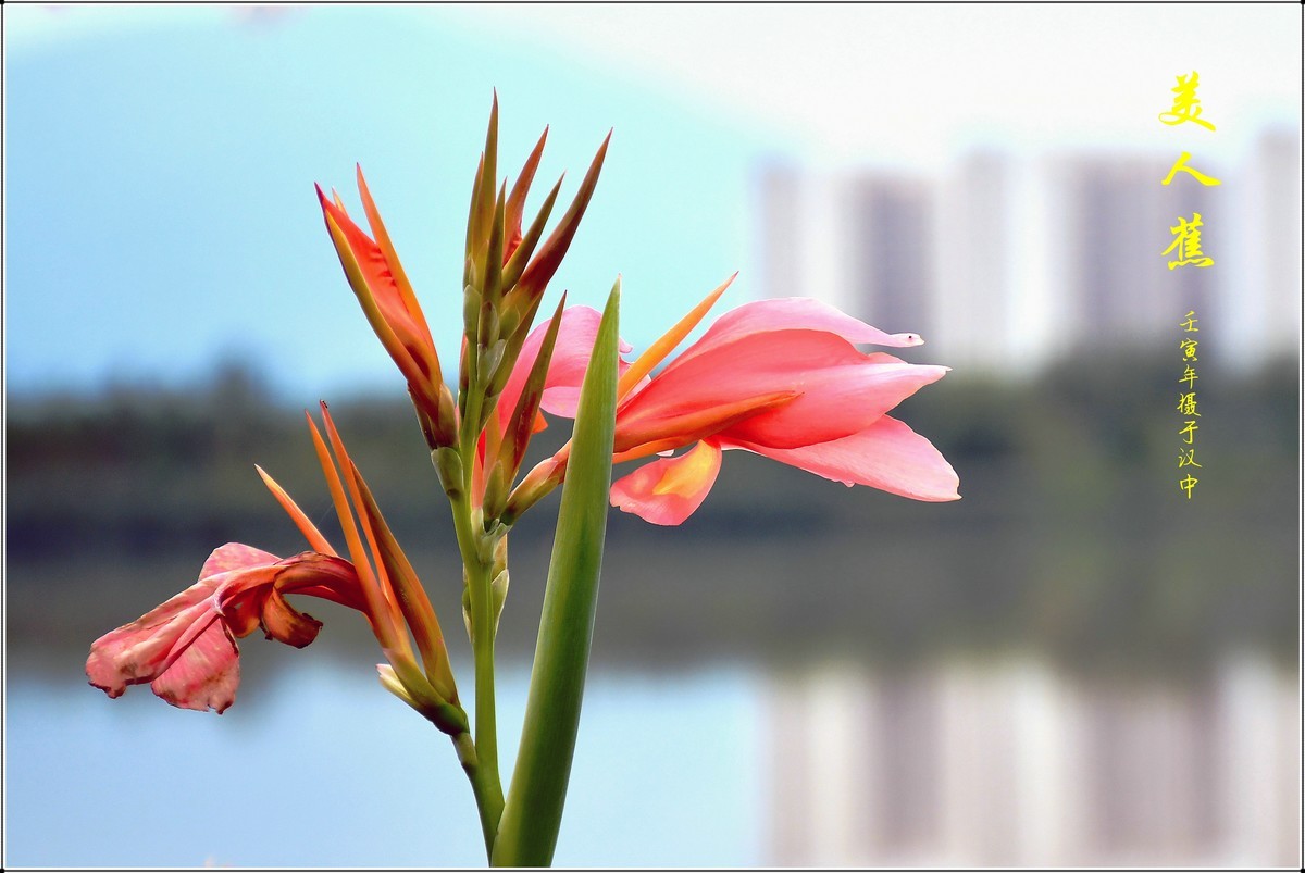 美人蕉（2023019）-中关村在线摄影论坛