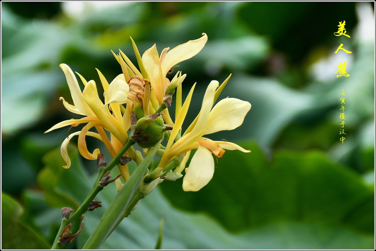 美人蕉（2023019）-中关村在线摄影论坛