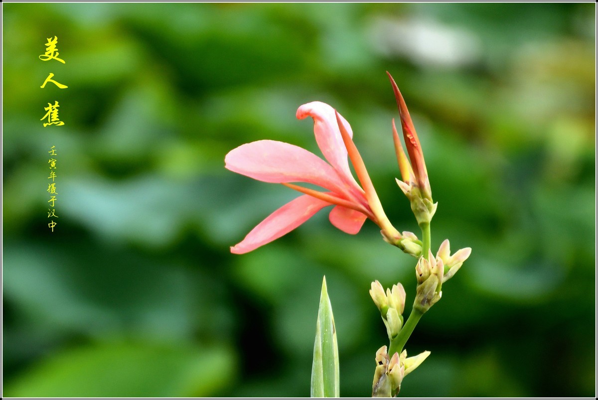 美人蕉（2023019）-中关村在线摄影论坛