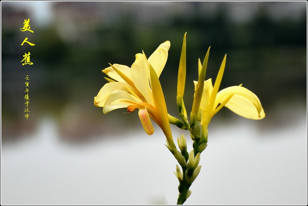 美人蕉（2023019）-中关村在线摄影论坛