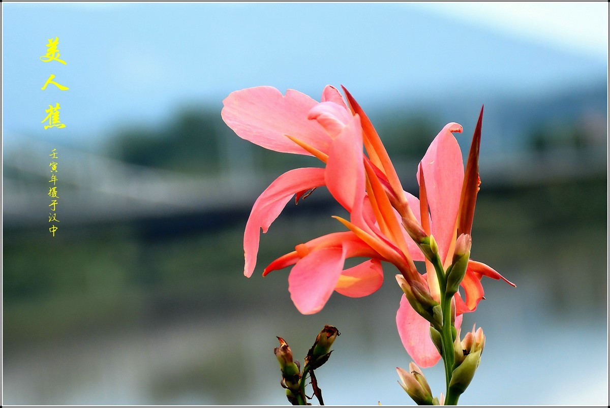 美人蕉（2023019）-中关村在线摄影论坛