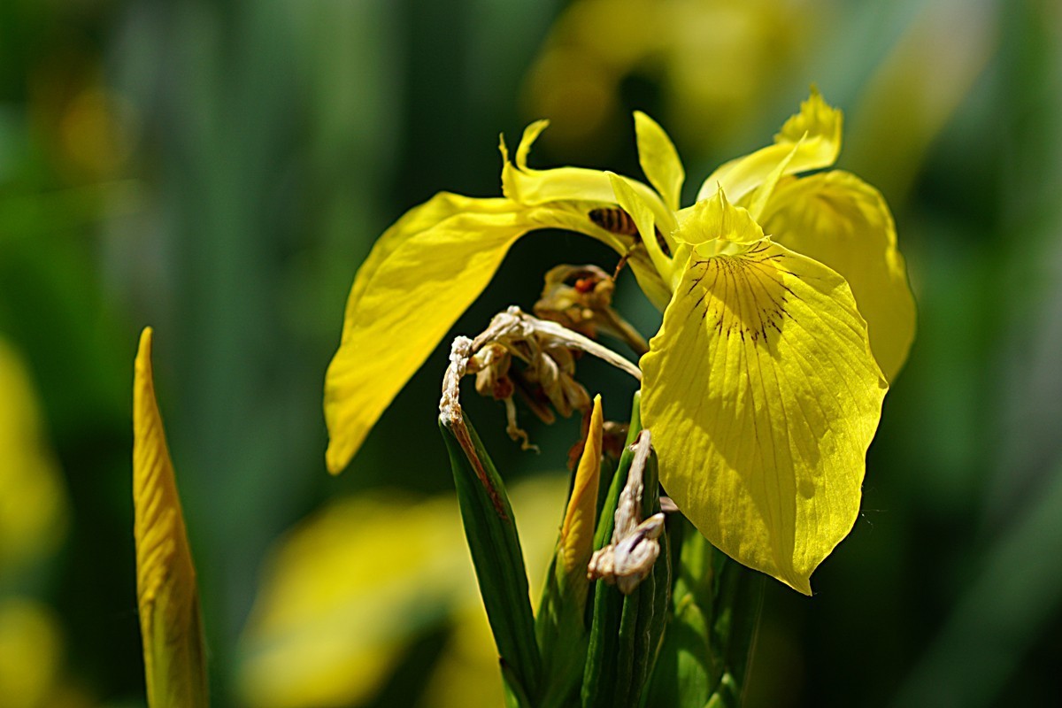 菖 蒲（三）-中关村在线摄影论坛