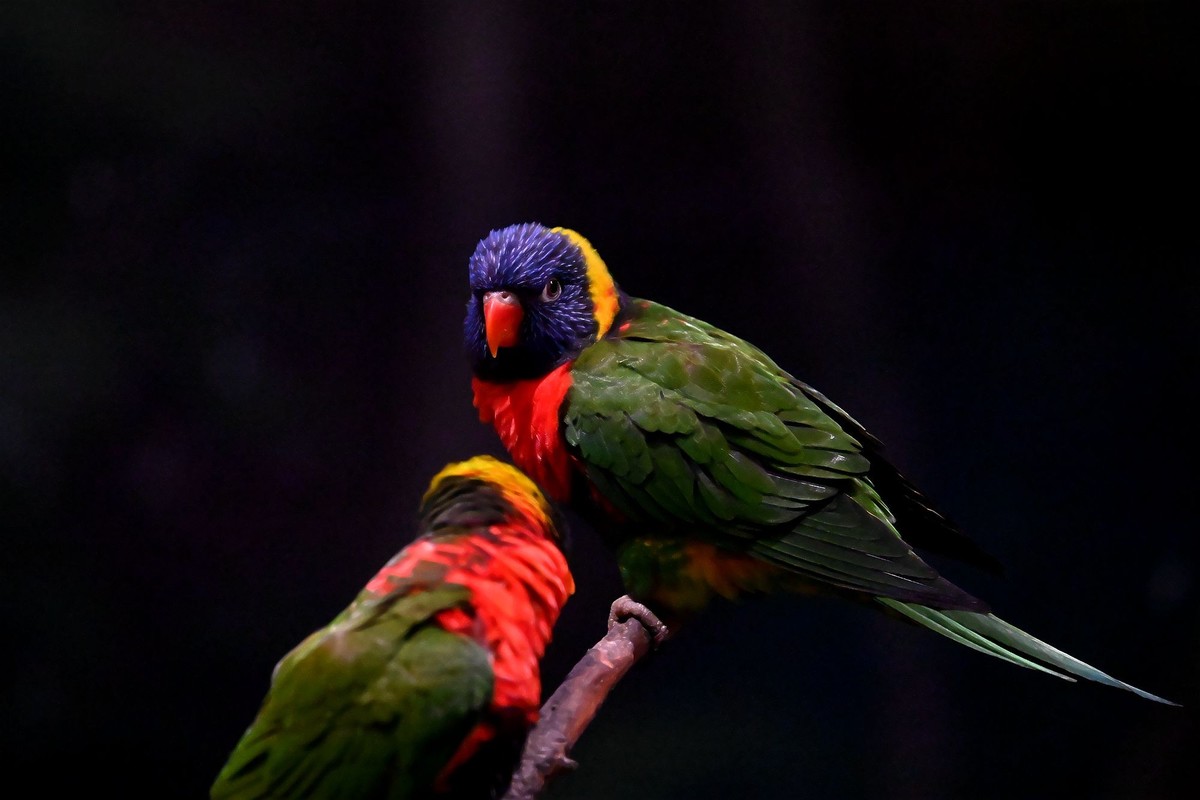 彩虹吸蜜鹦鹉-中关村在线摄影论坛