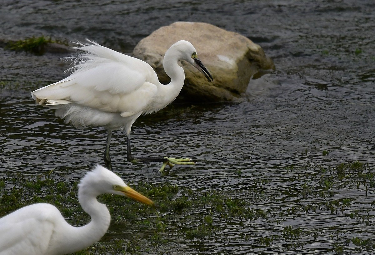 白鹭4-中关村在线摄影论坛