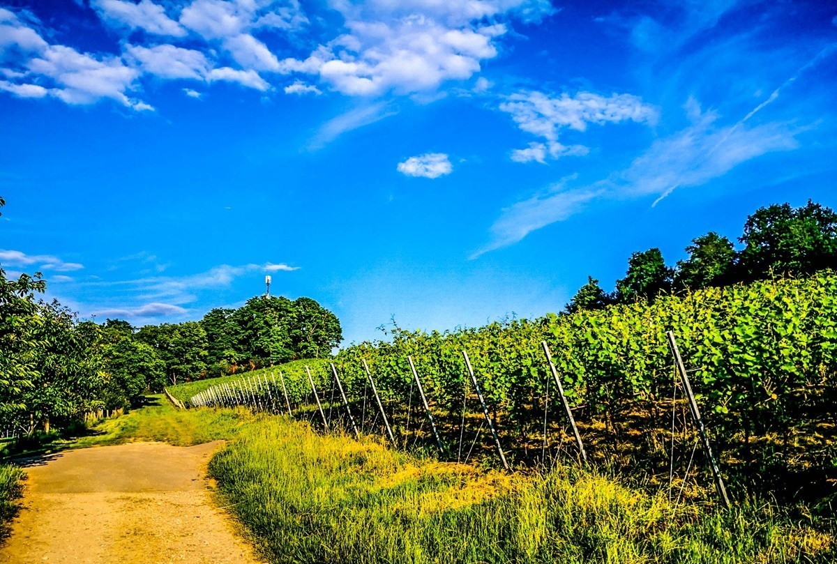夏之色-中关村在线摄影论坛