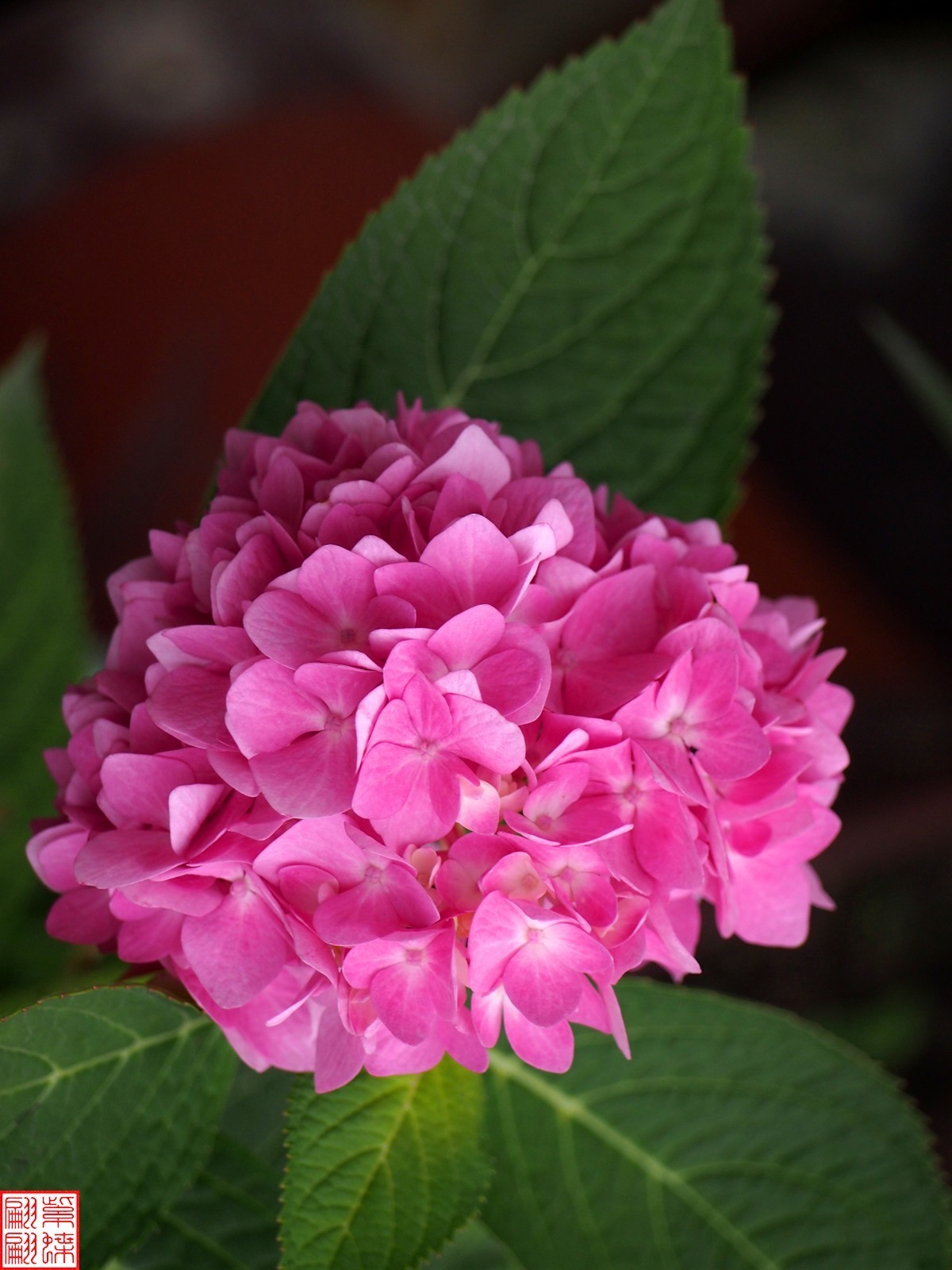2024我的绣球花（10）-中关村在线摄影论坛