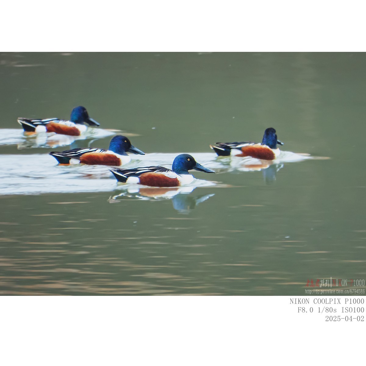 针尾鸭 琵嘴鸭等-中关村在线摄影论坛