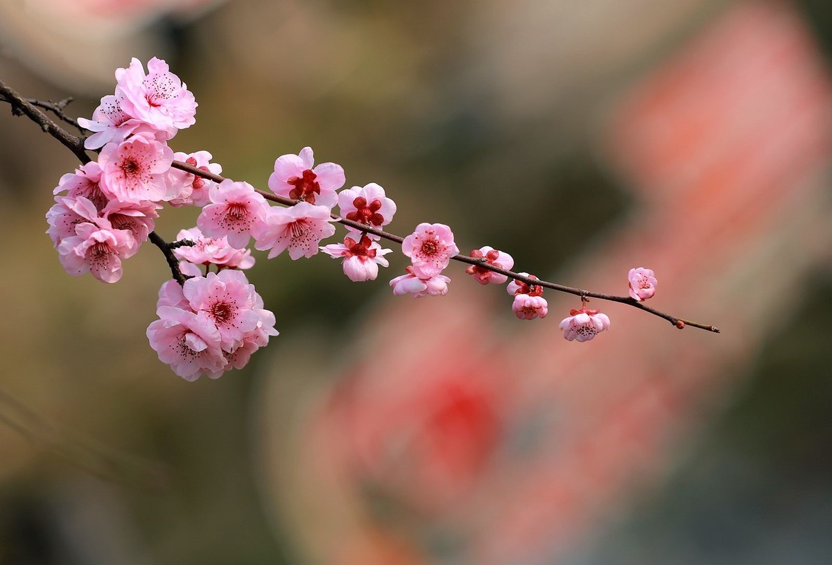 宫粉梅(5)-中关村在线摄影论坛