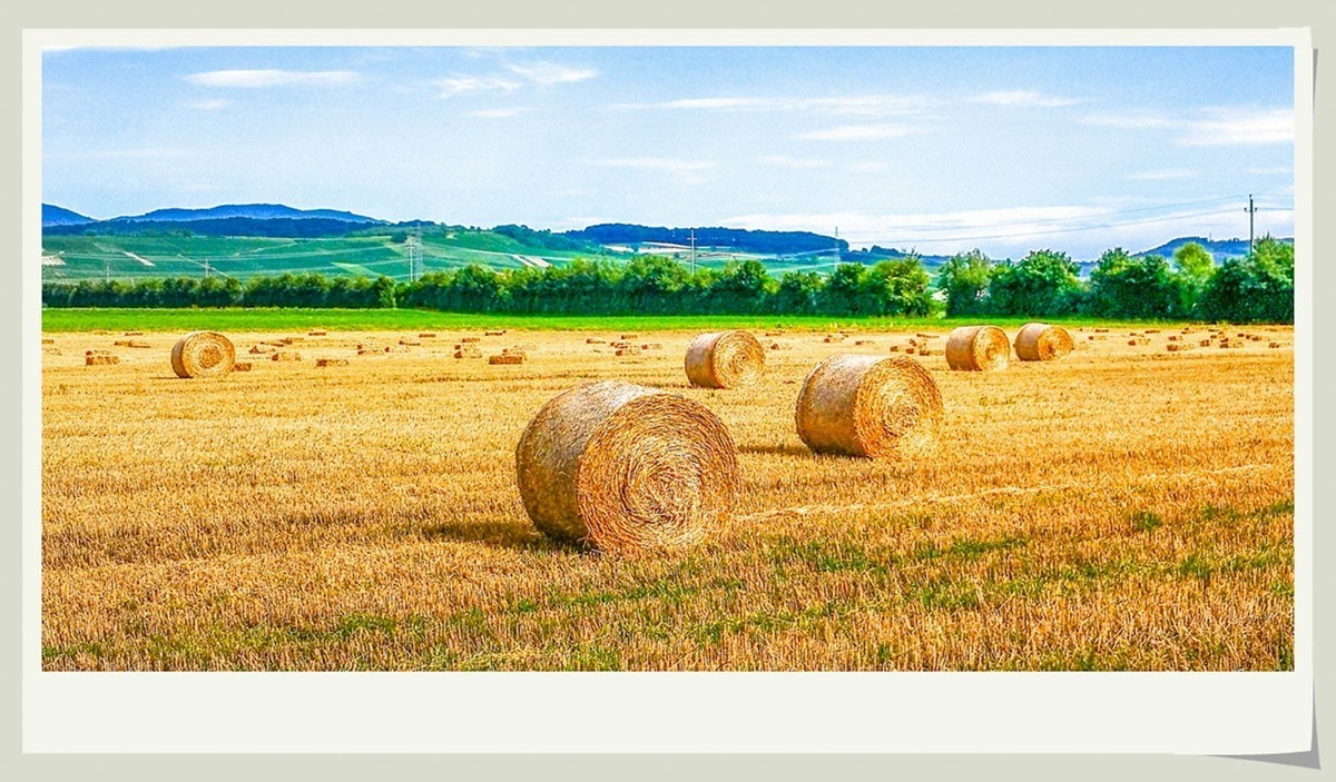 夏之色-中关村在线摄影论坛