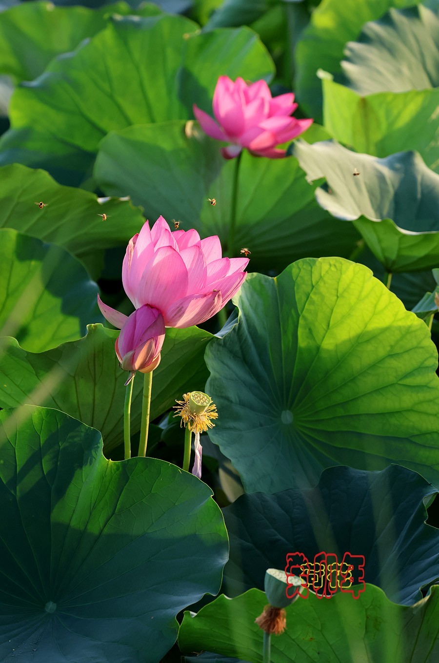 荷花 31【2023-0738】-中关村在线摄影论坛