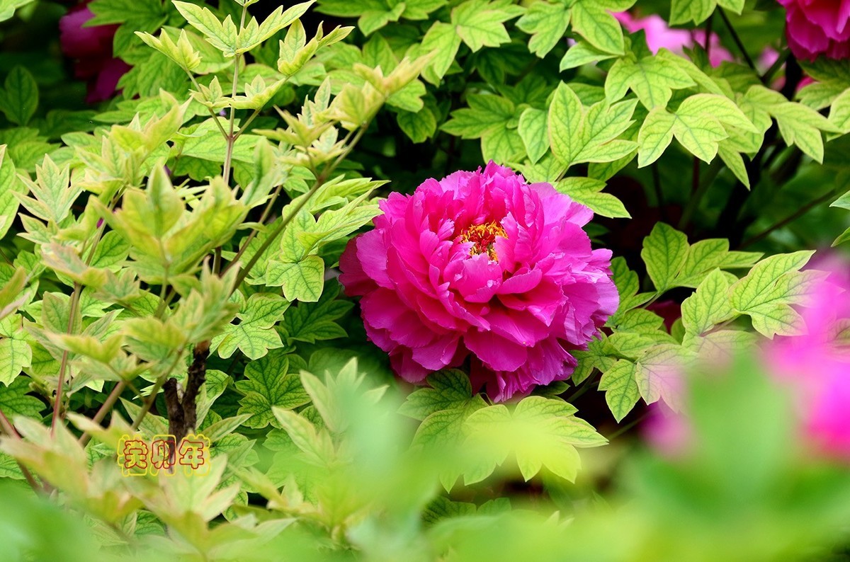 牡丹花 8【2023-0314】-中关村在线摄影论坛