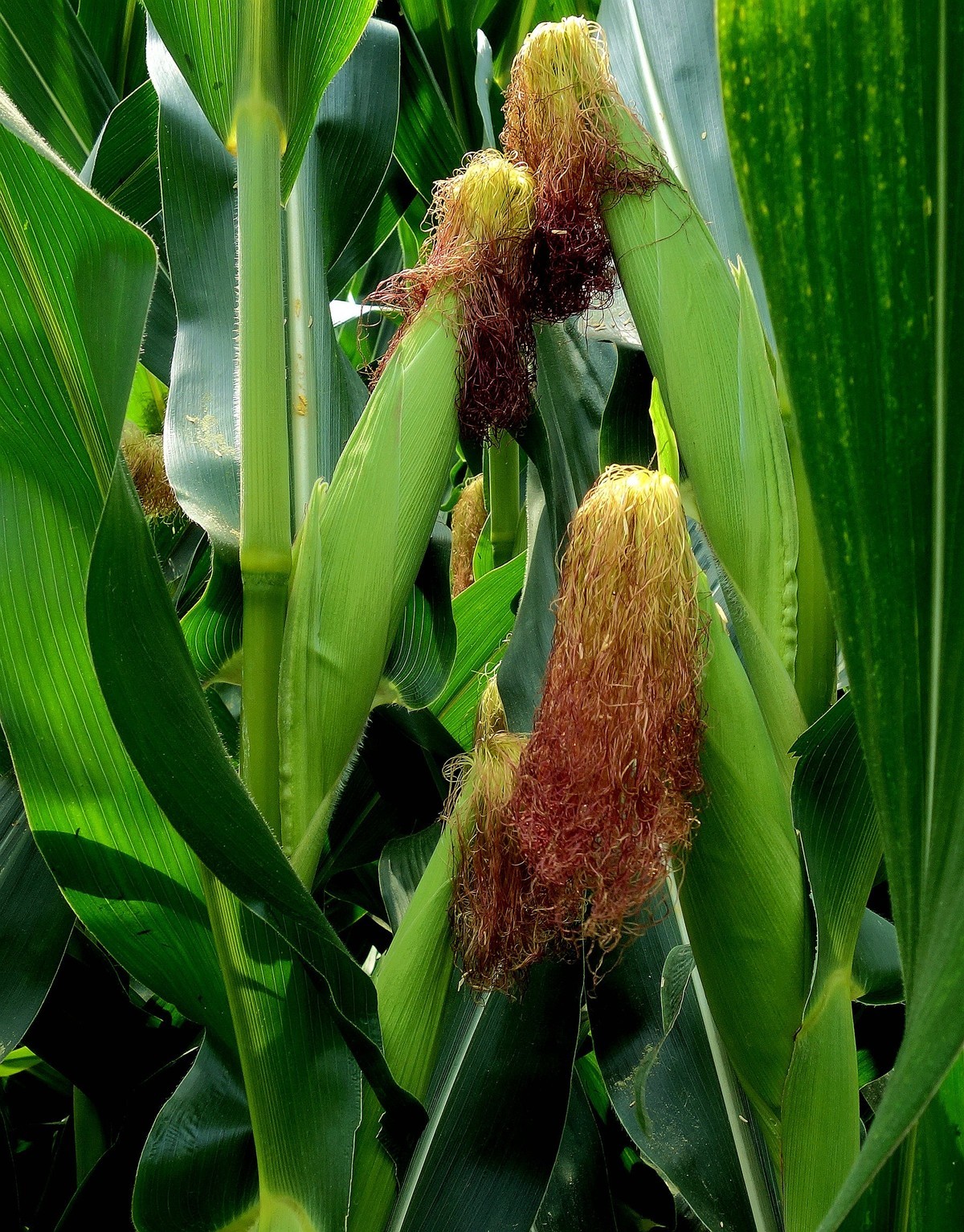 随拍郊外大地玉米-中关村在线摄影论坛