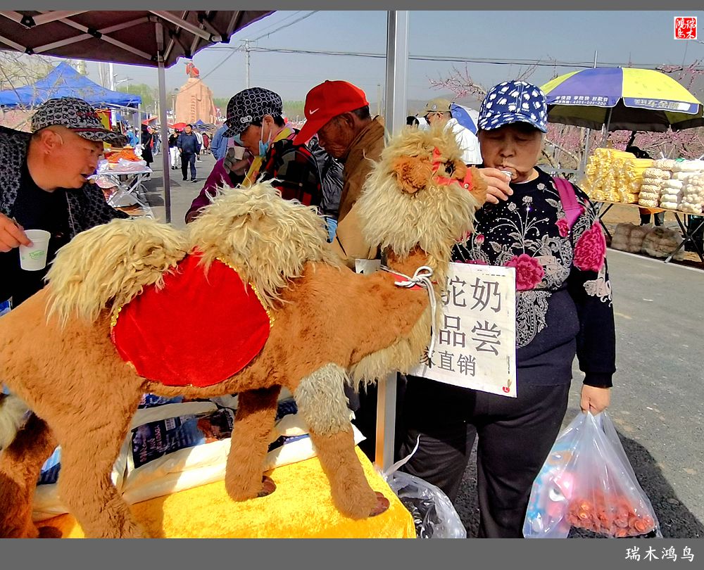 【手机随拍】跃身万亩桃林，品读醉美春色-中关村在线摄影论坛