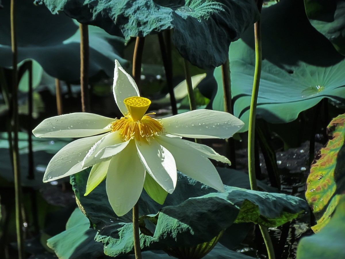 荷花-中关村在线摄影论坛