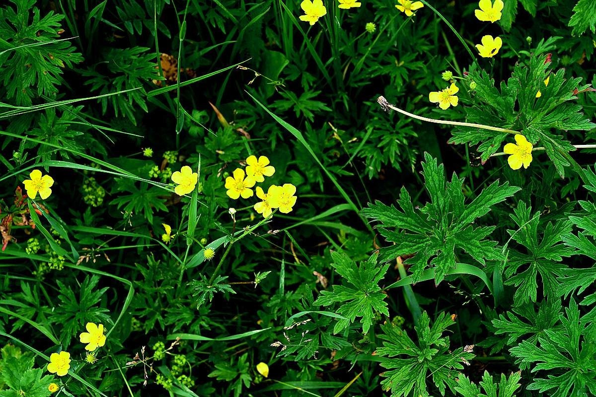 北 疆 游 [ 新 源 县 那 拉 提 草 原 ] { 41}-中关村在线摄影论坛