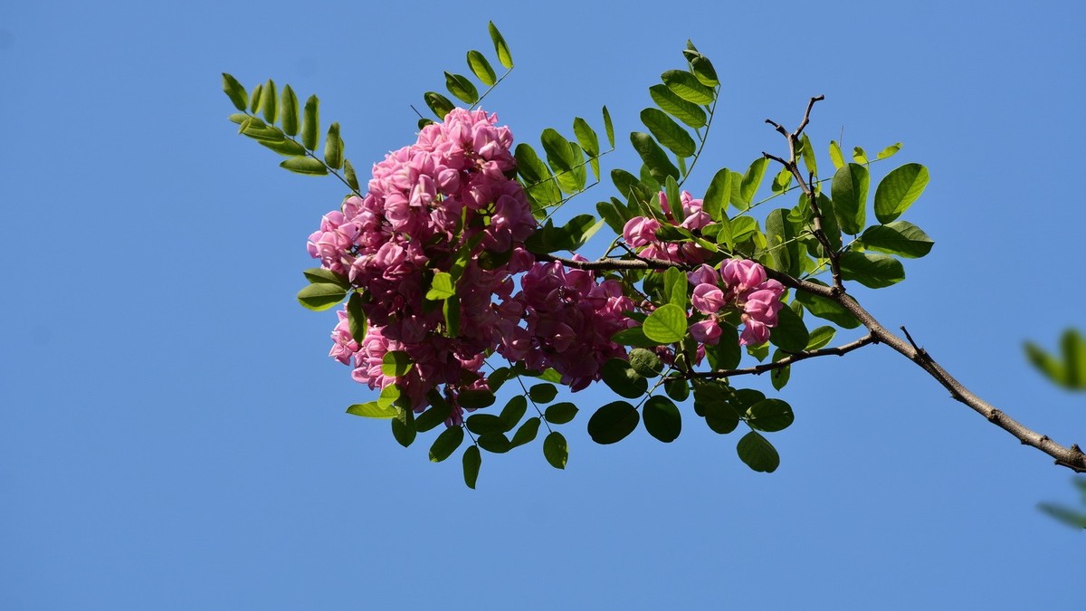 2024103 紫槐花开挂枝头 （5）-中关村在线摄影论坛