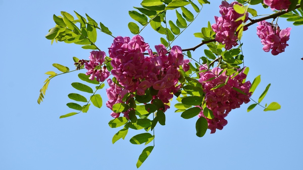 2024103 紫槐花开挂枝头 （5）-中关村在线摄影论坛