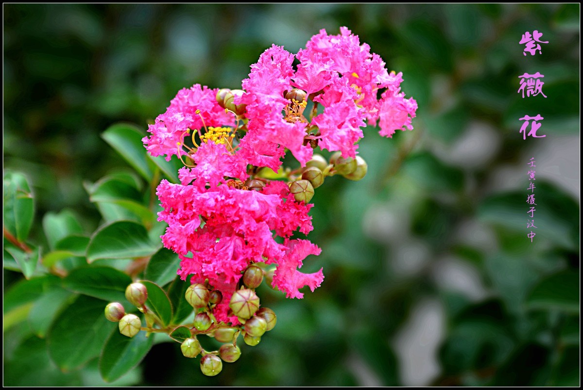 紫薇花（2022238）-中关村在线摄影论坛