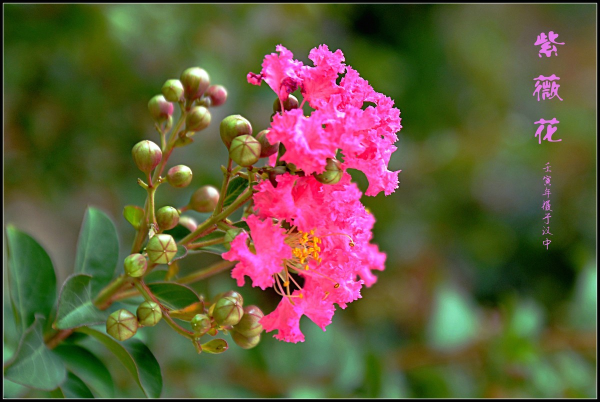紫薇花（2022238）-中关村在线摄影论坛