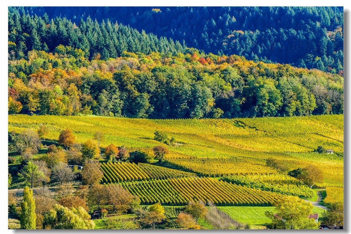 大地秋光-中关村在线摄影论坛