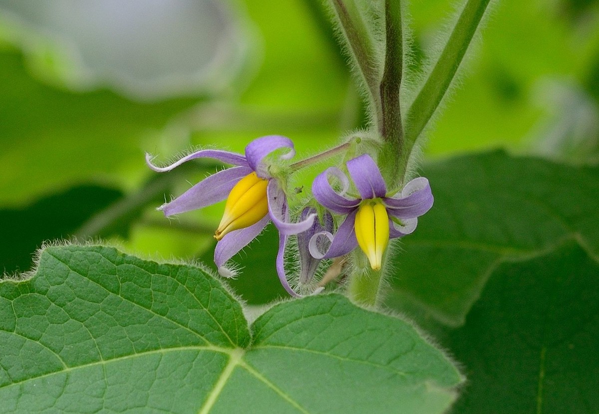 小小的花-中关村在线摄影论坛